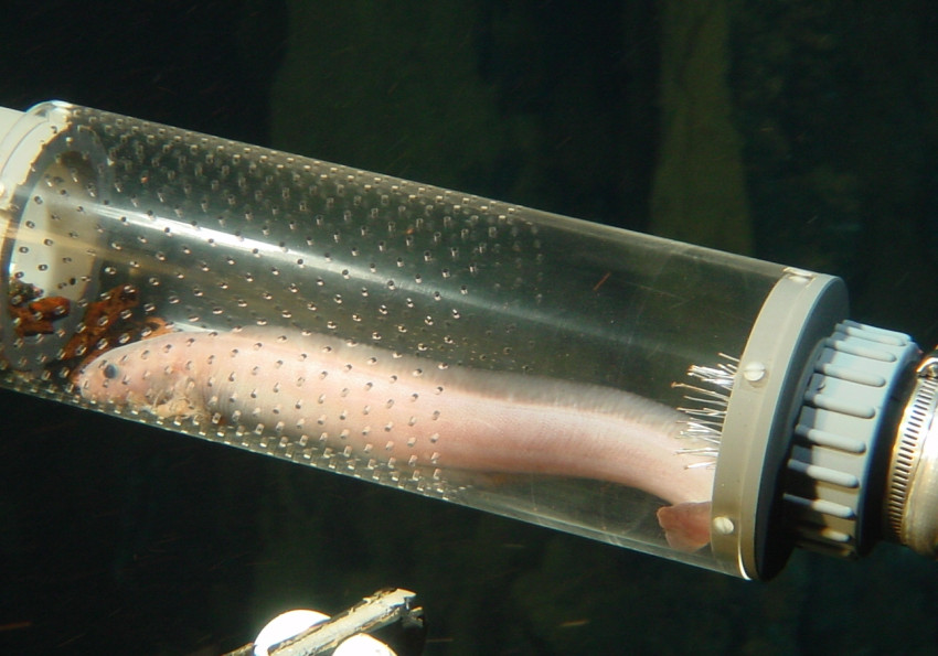DEEPBONE - Bone biology of deep-sea teleost fish | CCMAR