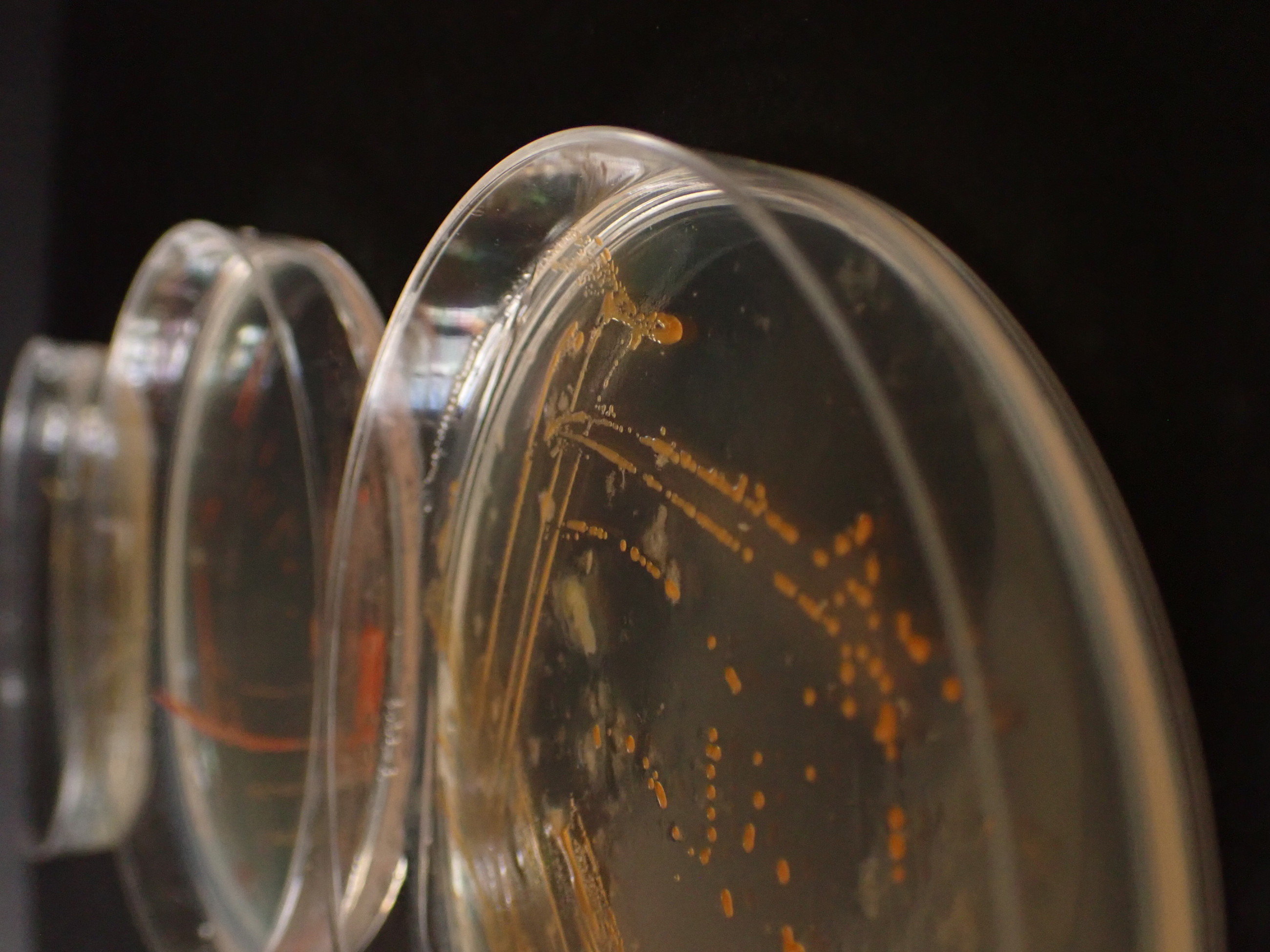 EMBRC Seaweed microbiome resources for a growing blue economy. | CCMAR